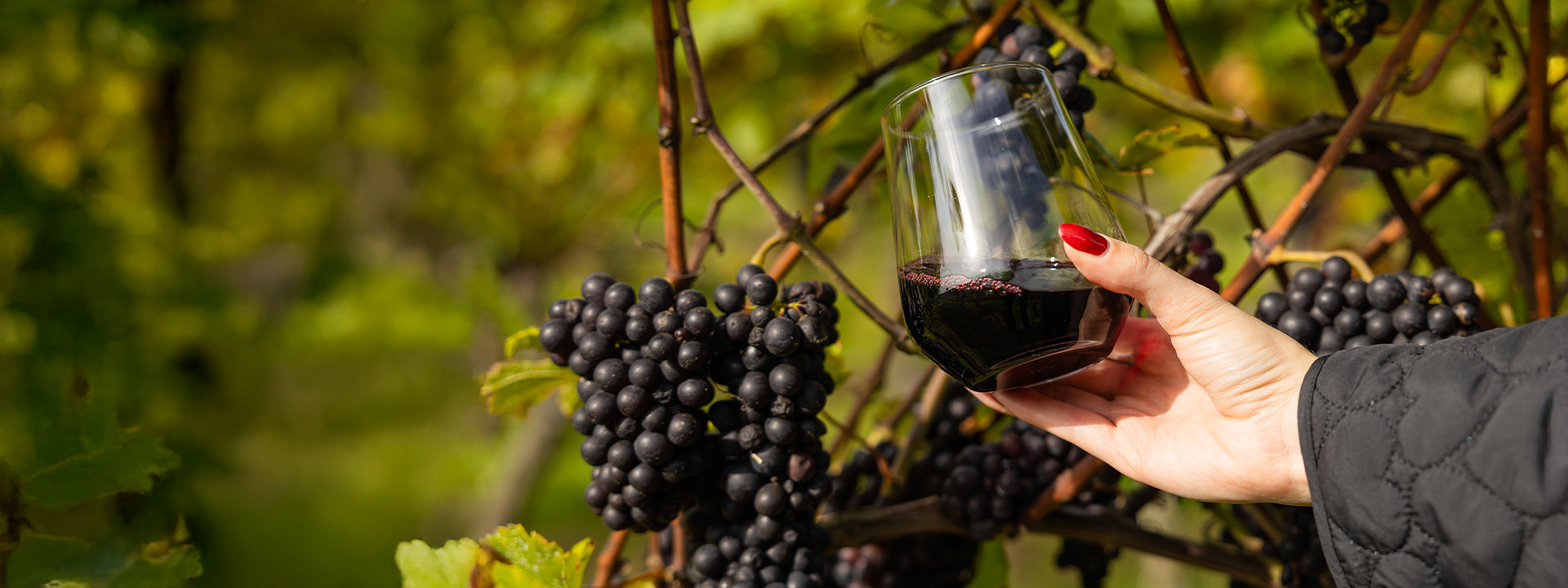 The Green Edit | Virgin Wines